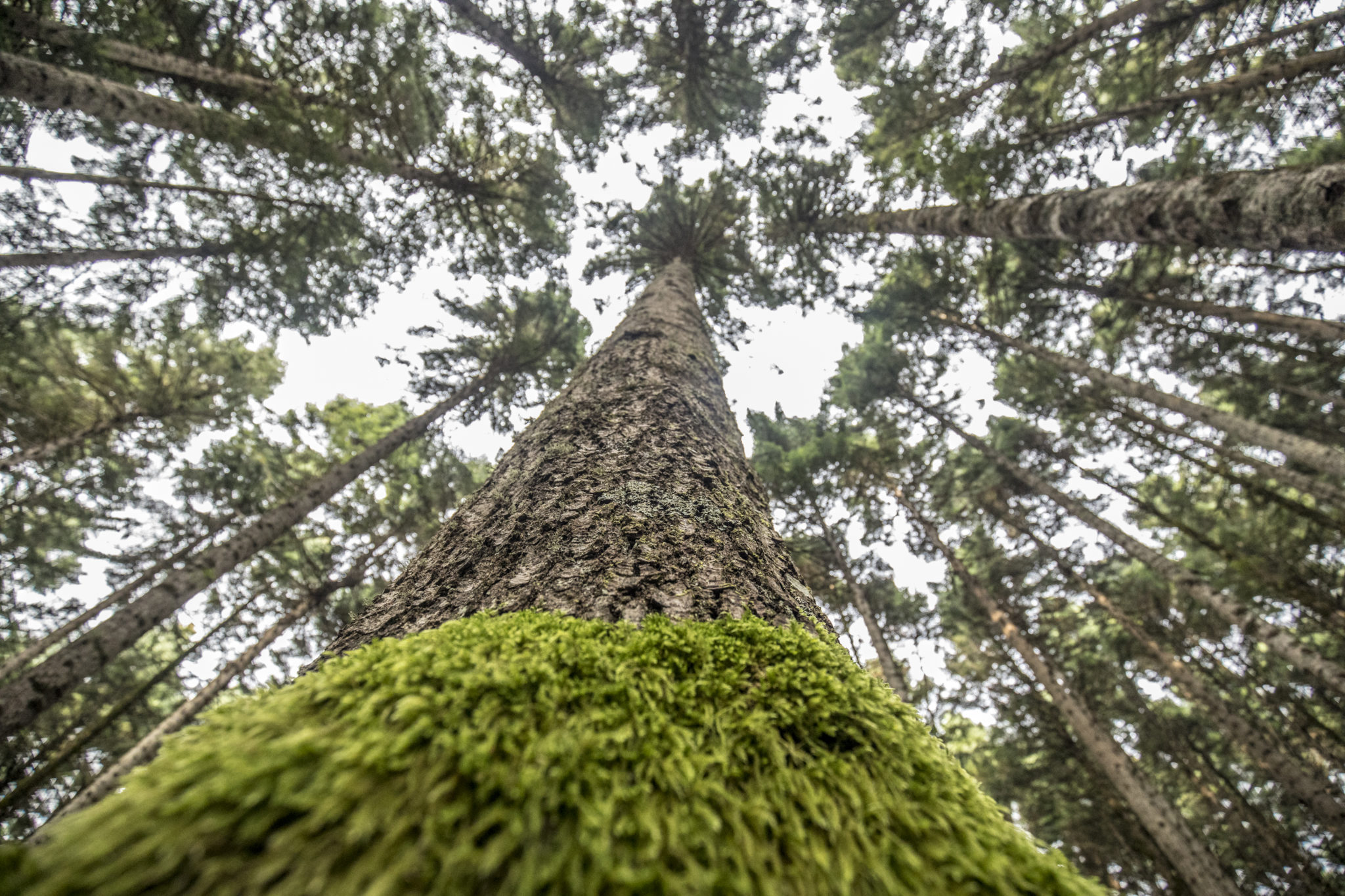 toom Fair Trees – Faire Weihnachtsbäume – todayis.de